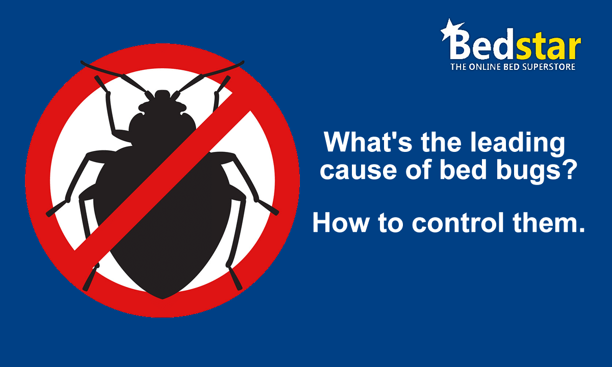Causes Of Bed Bugs Infestation How To Spot Bedbug Infested Garbage